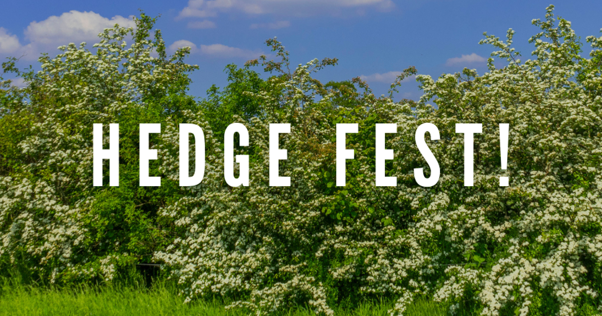 Hedge Fest!