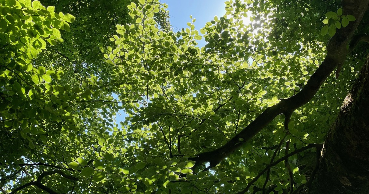 Why do we need trees?