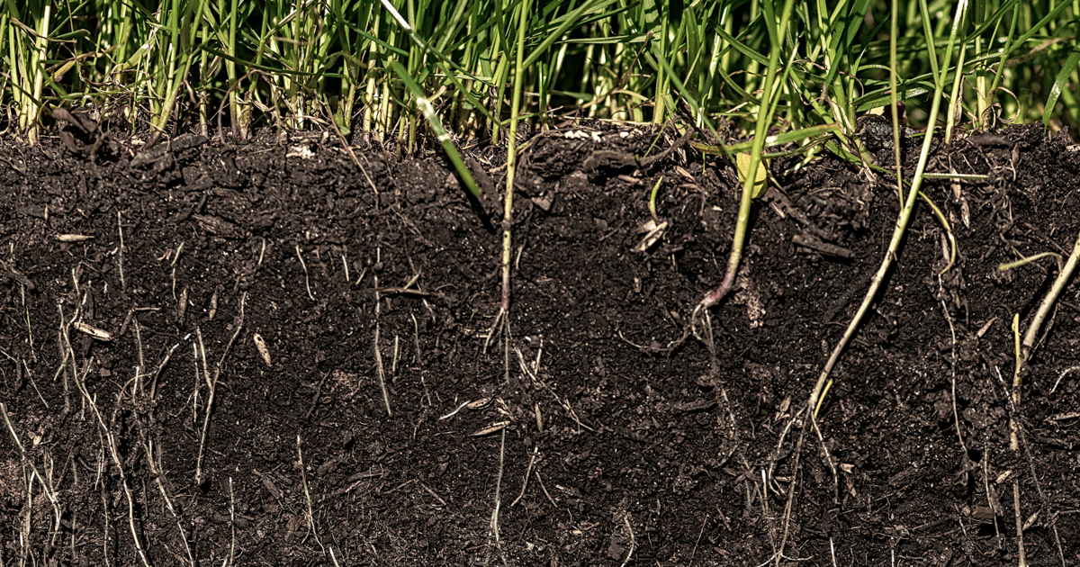 The Soil Beneath Our Feet